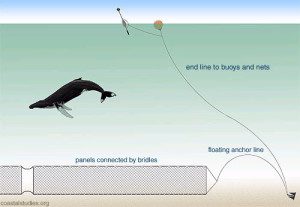 Gillnet Diagram | Center for Coastal Studies