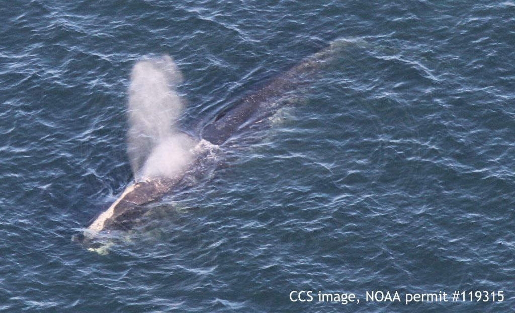 Rare North Atlantic Right Whales Return to Cape Cod Bay. | Center for ...
