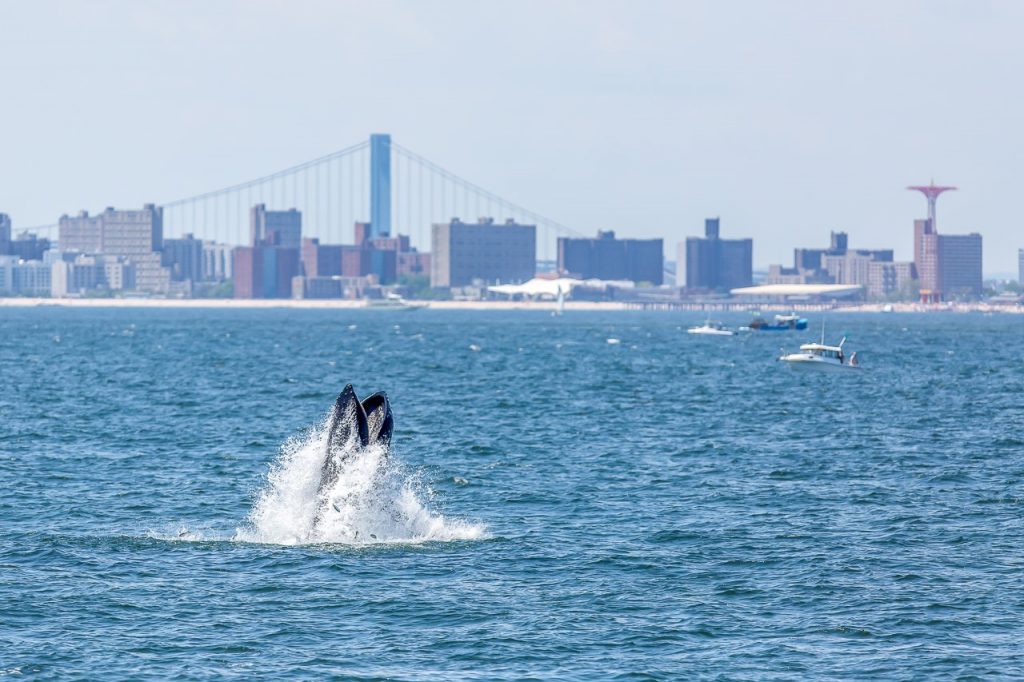 New Study Shows Humpback Whale Numbers Increasing In NY Harbor | Center ...