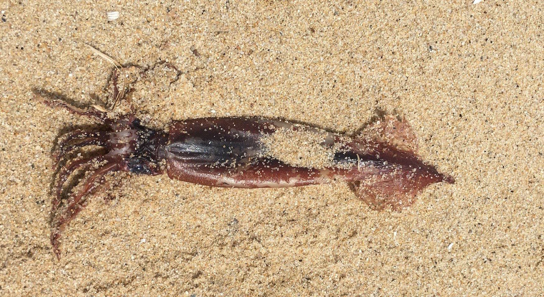 Short fin squid Wellfleet May 31, 2018 | Center for Coastal Studies