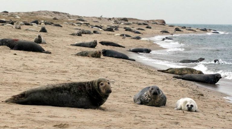 Cape Cod Seals | Center for Coastal Studies