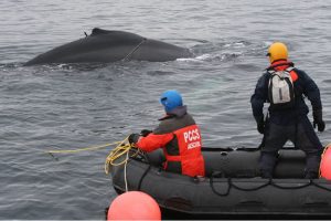 Center for Coastal Studies | Research, rescue and education since 1976