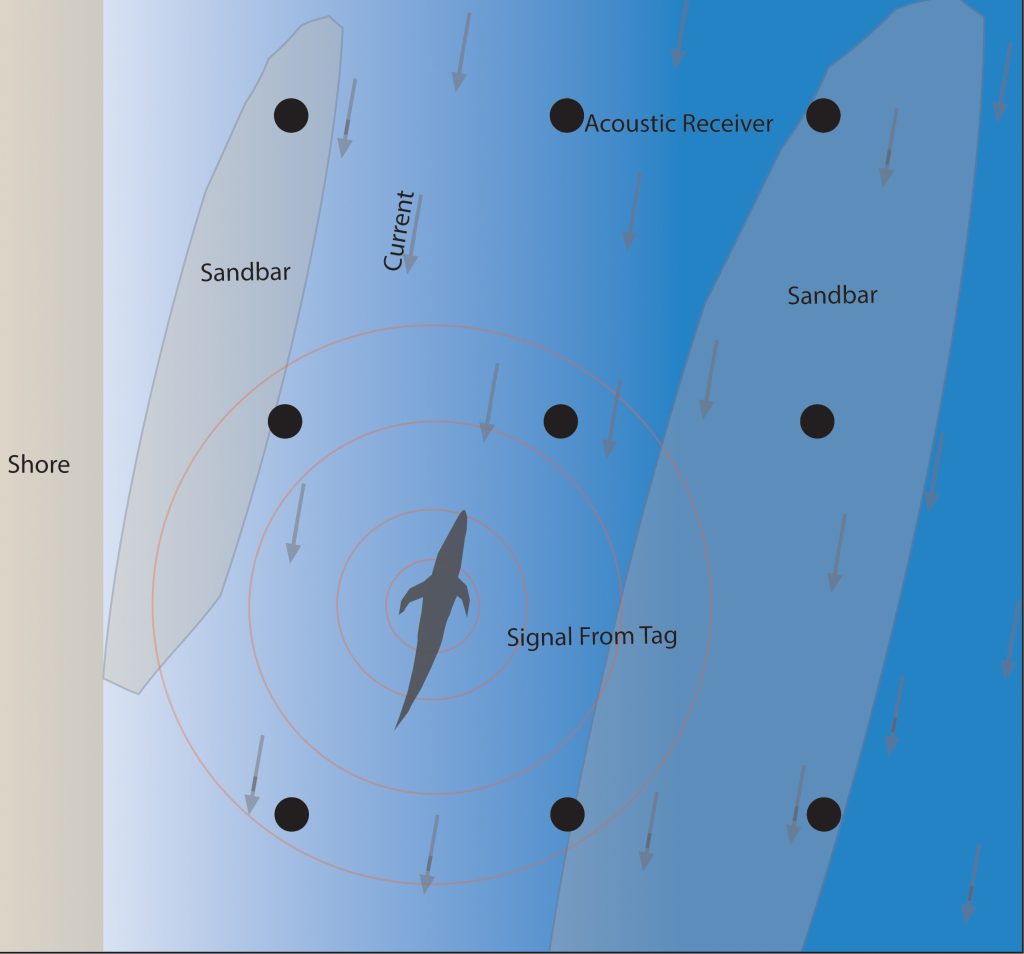 CCS researchers awarded funding for new white shark study | Center for ...