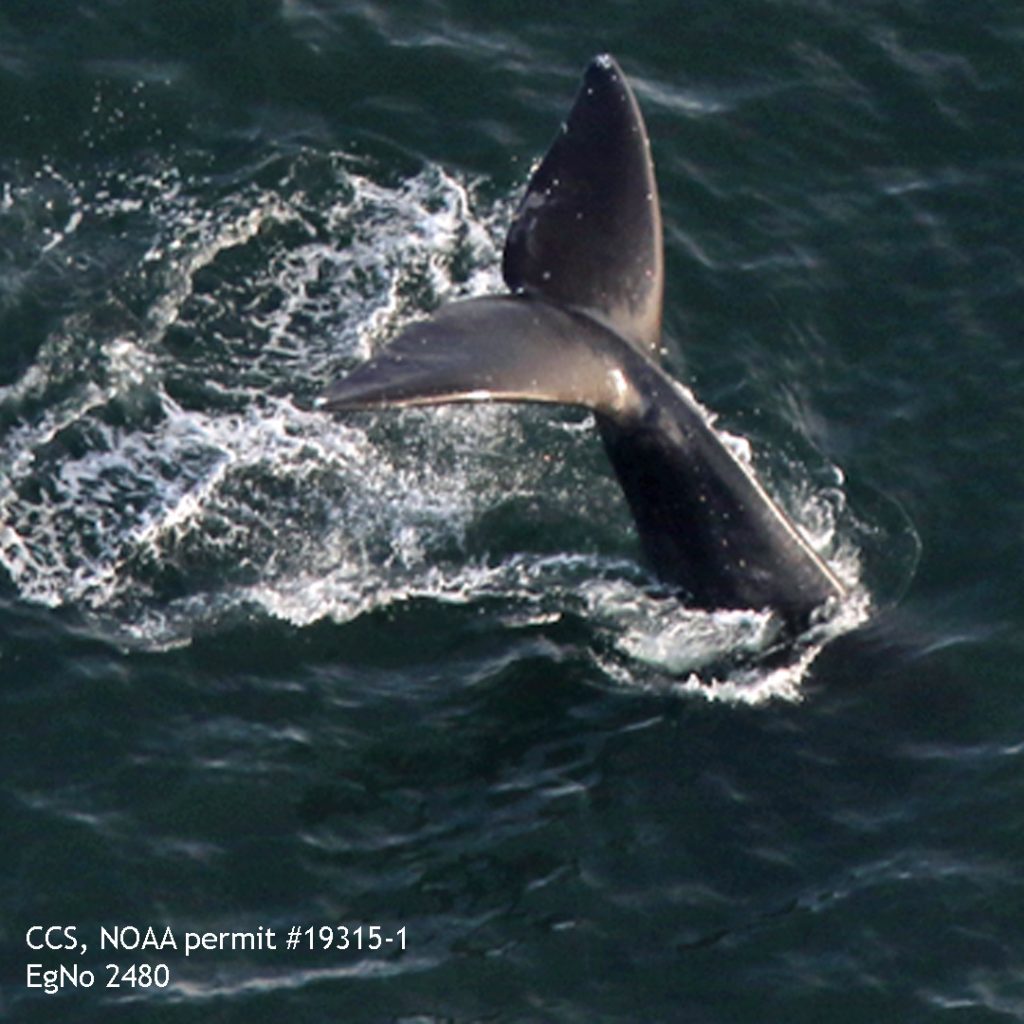 First Right Whales of the 2020 Season Have Arrived in Cape Cod Bay ...