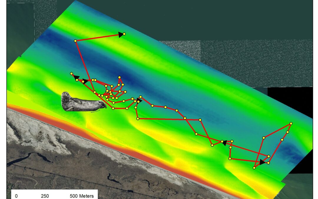 Shark tracks HoTM | Center for Coastal Studies