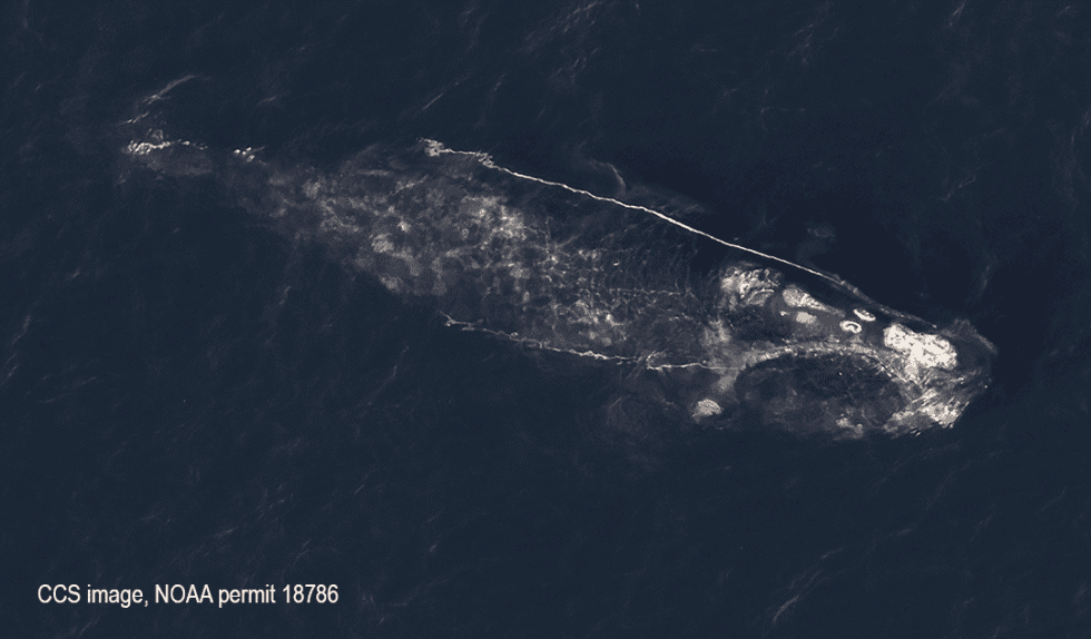 Snow Cone, An Entangled North Atlantic Right Whale, Spotted Off Cape ...