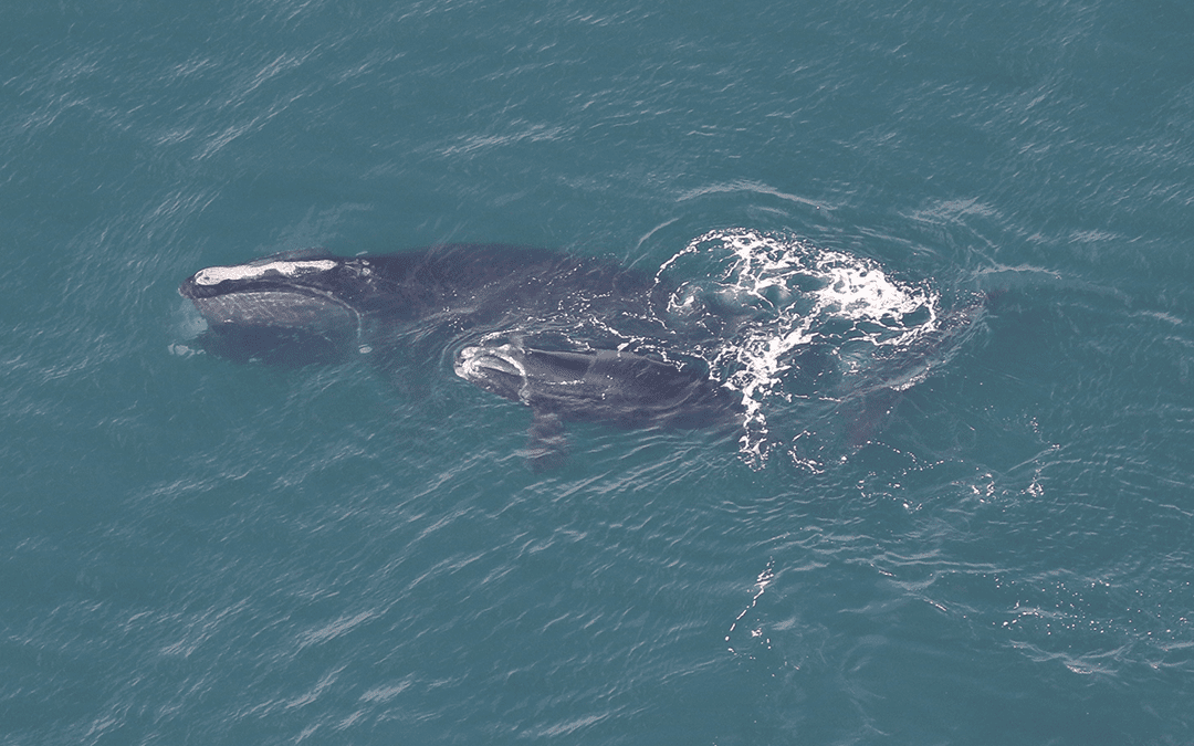 First North Atlantic Right Whale Mother And Calf Pair Arrives in Cape ...
