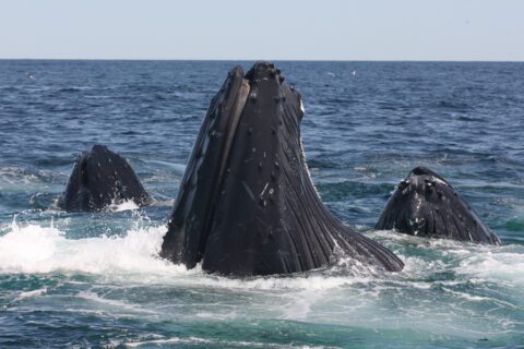 Mutation rates in whales are much higher than previously reported ...