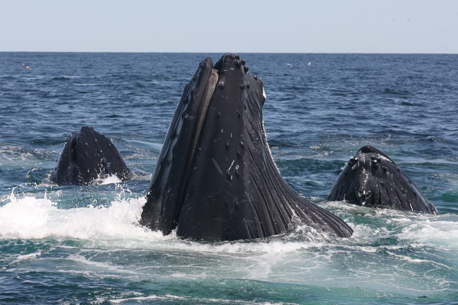 Mutation rates in whales are much higher than previously reported ...