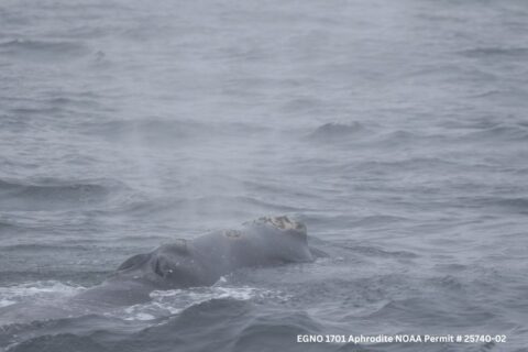 CCS researchers make season’s first sighting of North Atlantic right ...