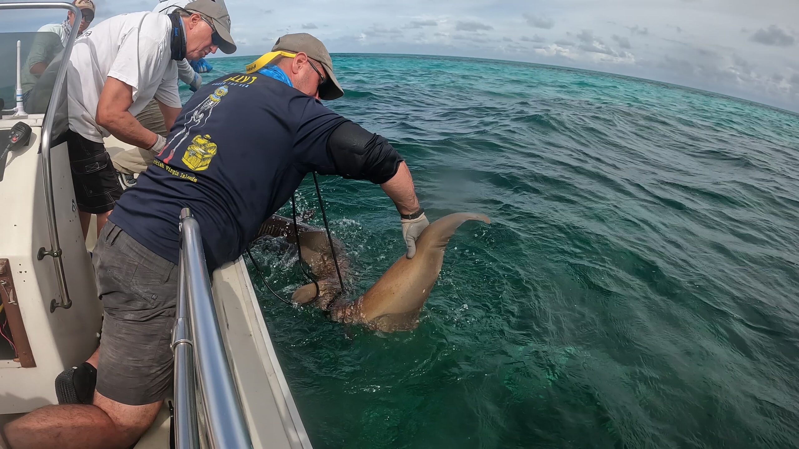 Shark Researchers Expand Work Beyond Cape Cod to Learn More about Shark ...