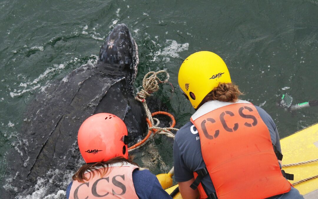 Organizations Join Together to Rescue Entangled Leatherback Turtle ...