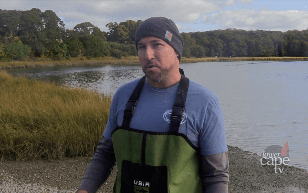 Gulf Stream Orphans Arrive in Cape Cod Waters | Center for Coastal Studies