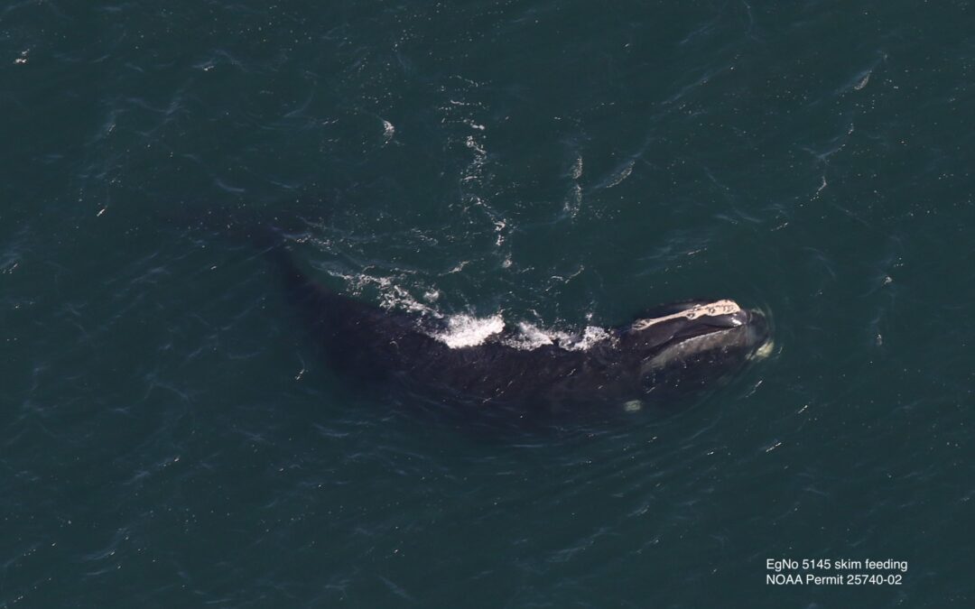 Center for Coastal Studies Researchers Make Season’s First Sighting of ...