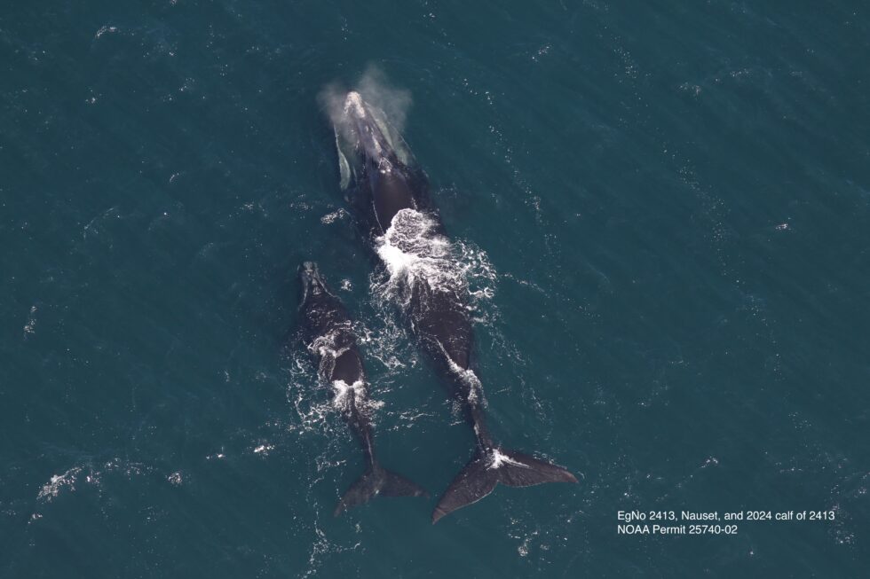 Seasons’ first North Atlantic right whale mother and calf observed in ...