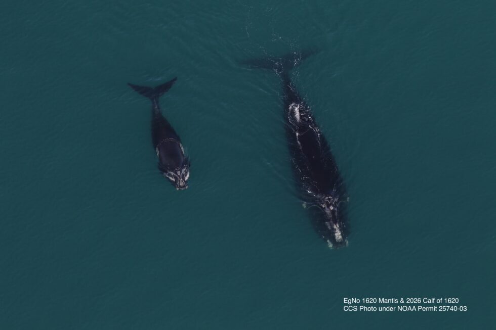 CCS researchers observe season’s first North Atlantic right whale ...